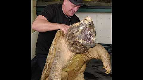 Alligator Snapping Turtle Life Span Development Study - YouTube