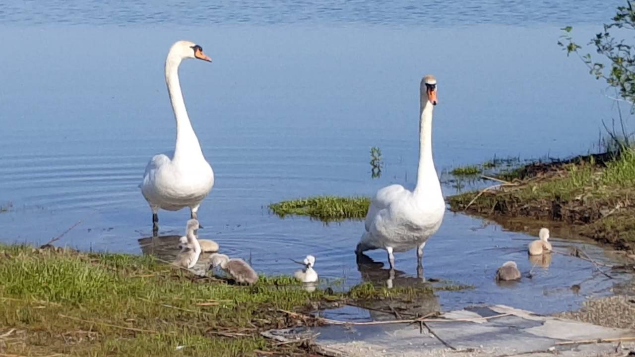 Swan Family - YouTube