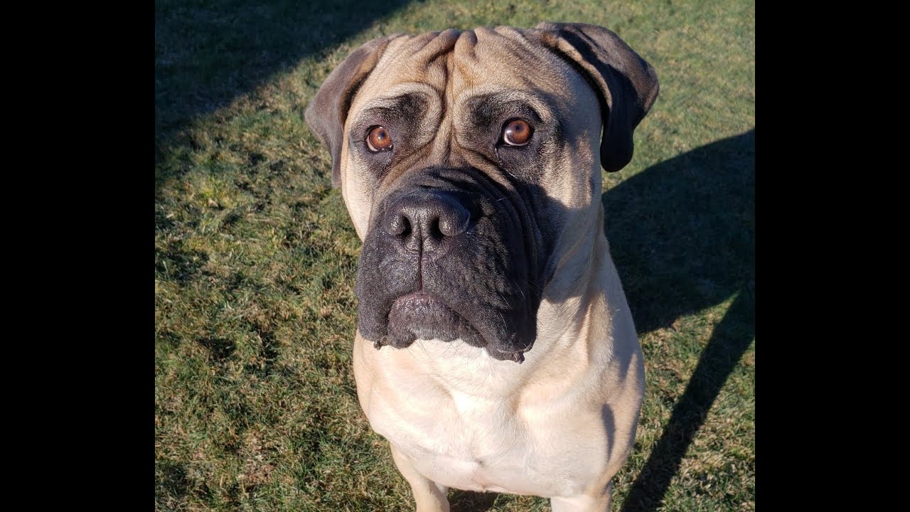 Come when called, part 3: how to begin calling your dog - YouTube