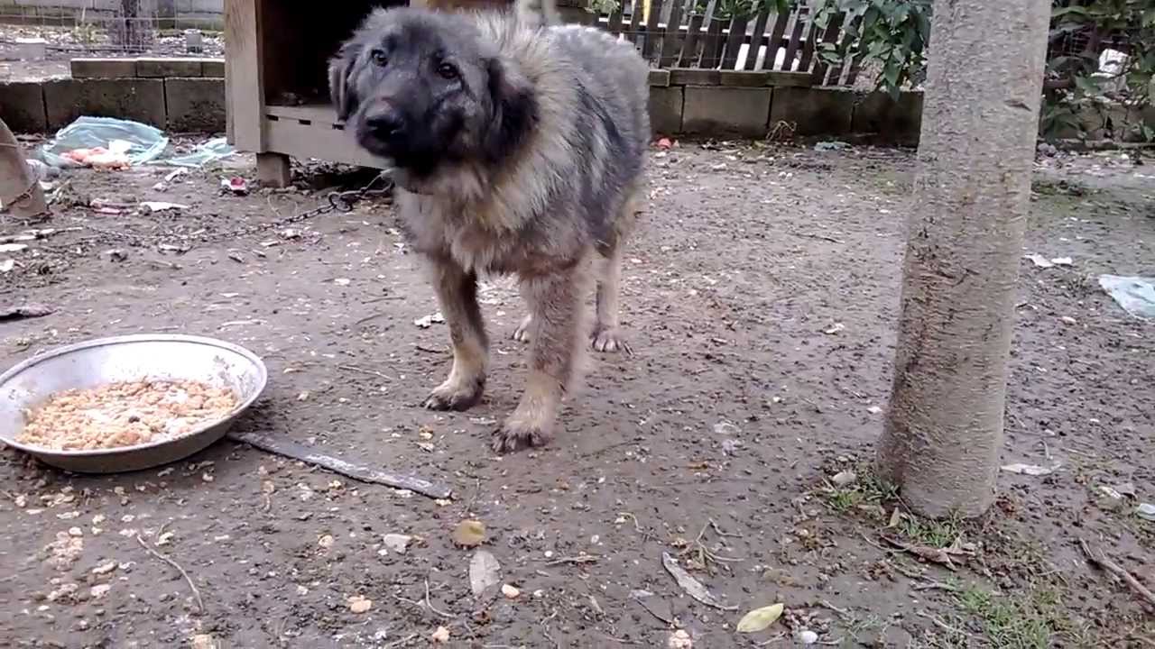 Sarplaninac (dog of sharri) female Vespa - YouTube