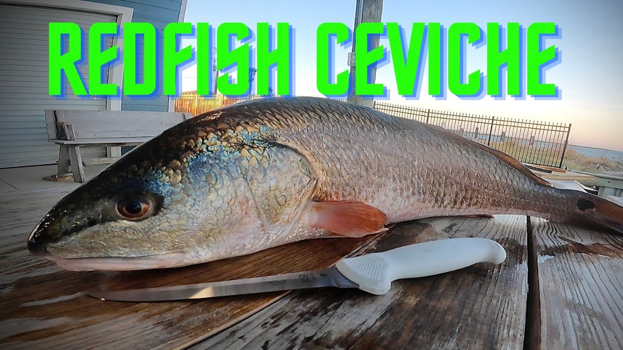 REDFISH CEVICHE - Catch & Cook - YouTube