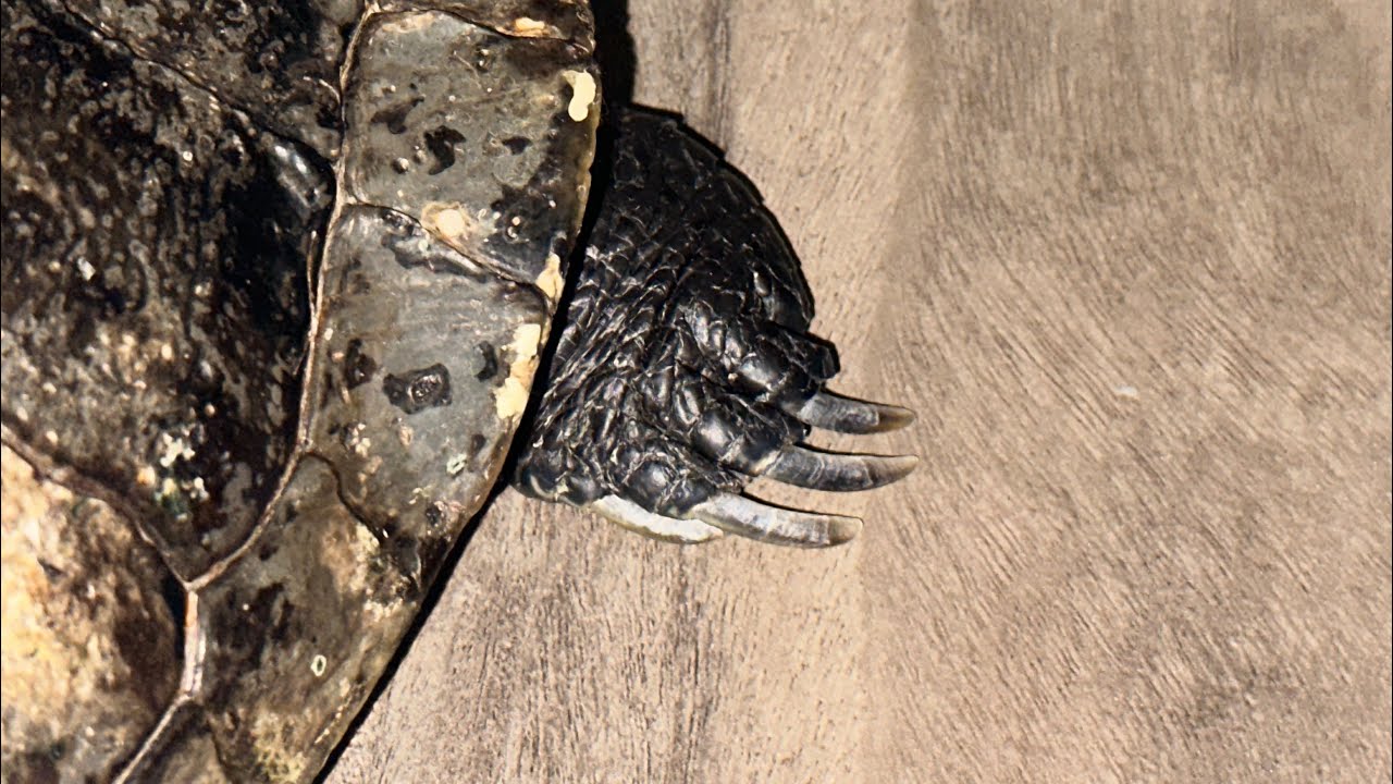 How to Make Sure Your Pet Turtle is not Stepped on Accidentally ...