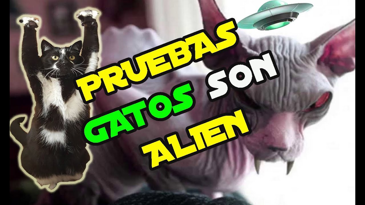 El Increíble Misterio de la Red Gato Alien - YouTube