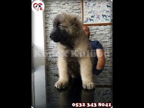 Kafkas Çoban Köpeği 05323438041