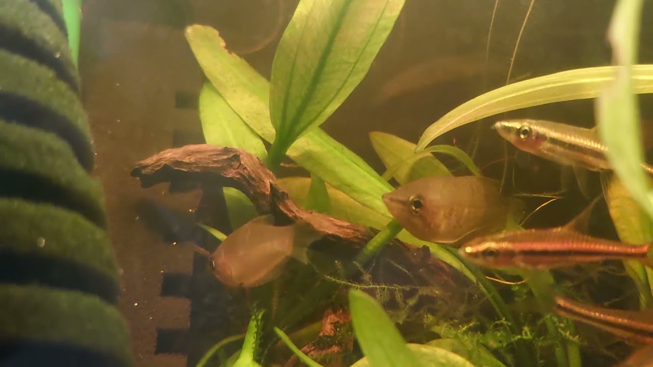 Fish from Kalimantan - YouTube