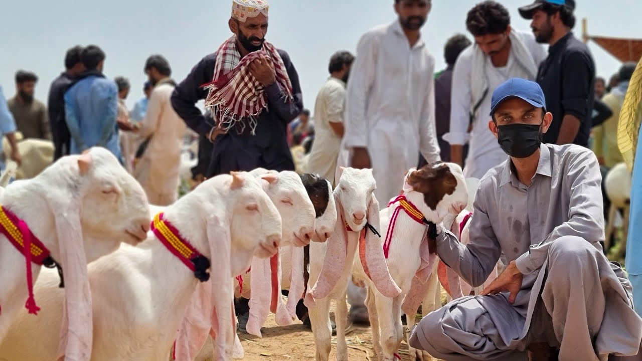 Biggest Bakra Mandi 2021| Price Update for Bakra Eid Season 2021 - YouTube