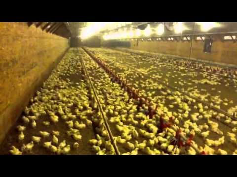 Inside Chicken House w Chickens 1 22 Dec 2012 - YouTube