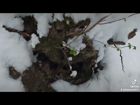 təbiətin 1 aprel zarafatı 2023