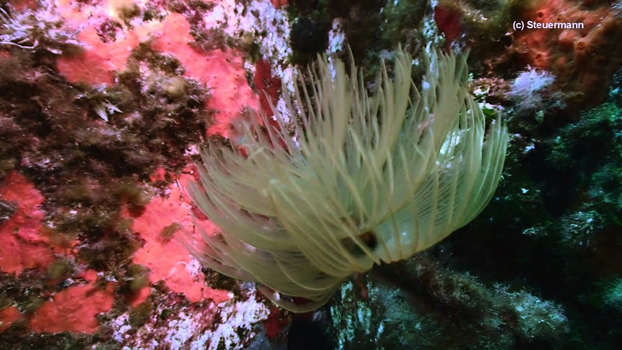 European Fan worm - Sabella spallanzanii - YouTube