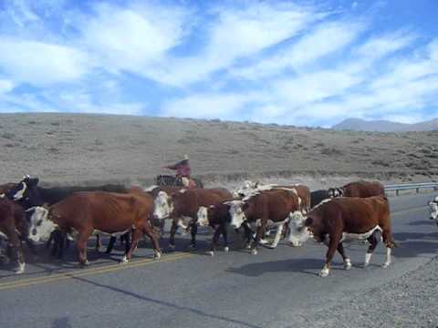 Veranada - Invernada en el Norte Neuquino - YouTube