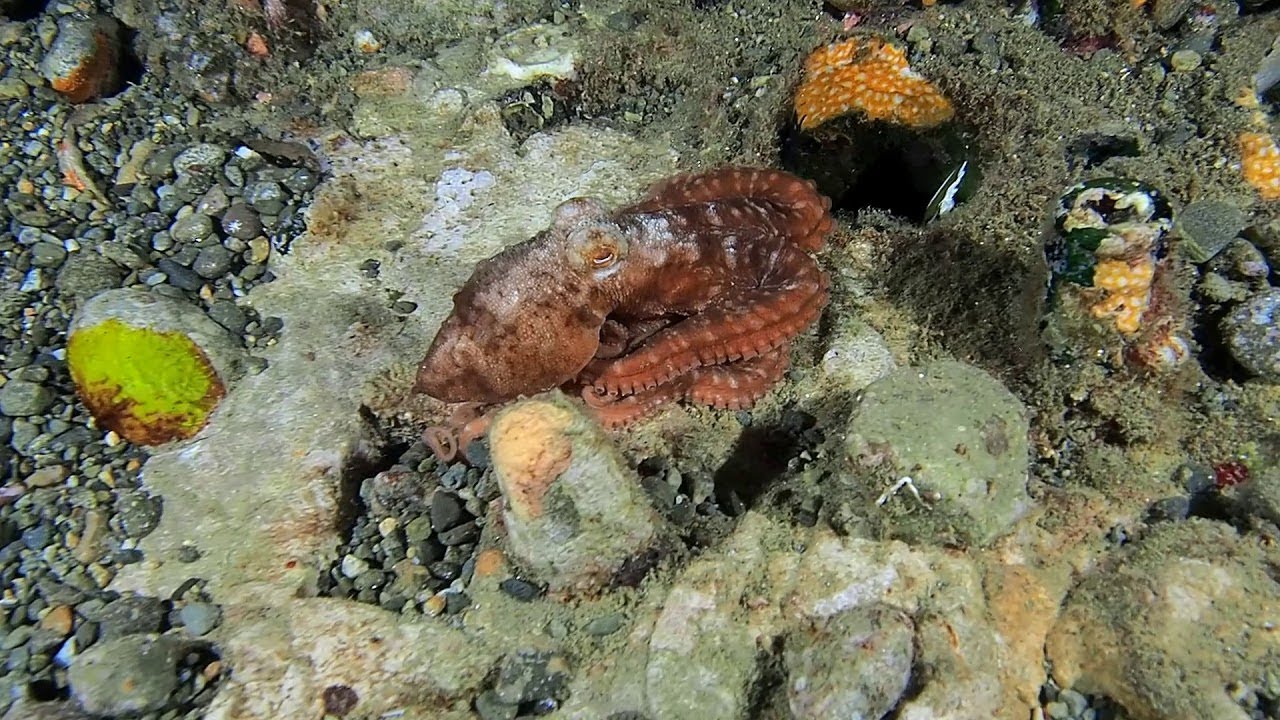 Octopus Disappears Down Tiny Hole || ViralHog - YouTube