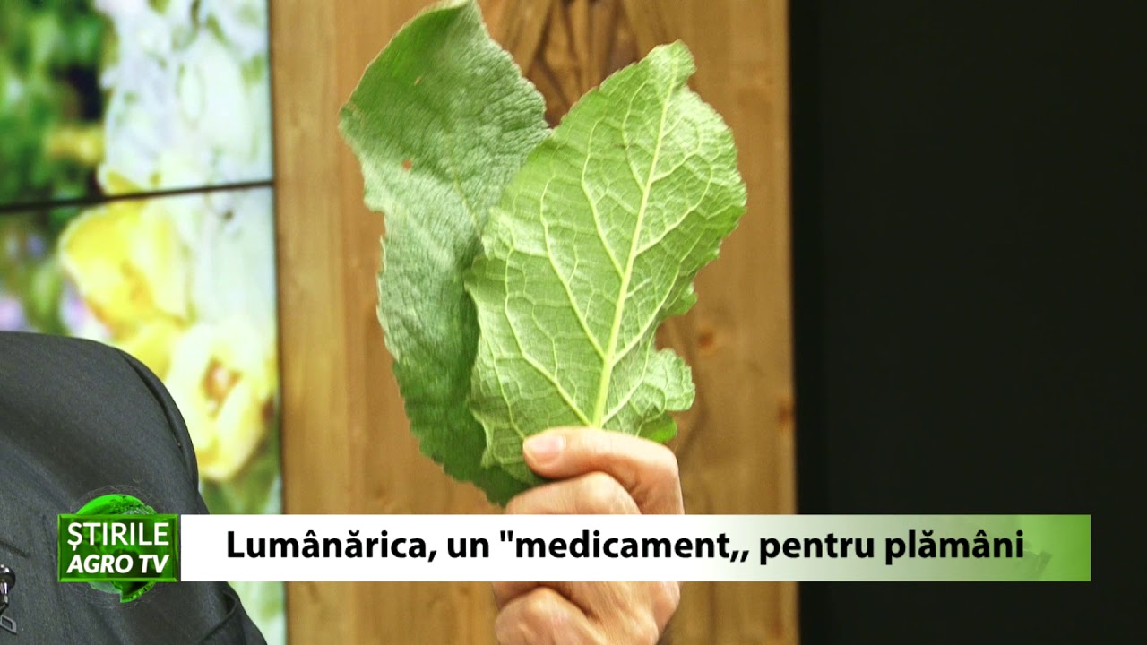 Lumanarica un medicament pentru plamani 21 12 2020 - YouTube