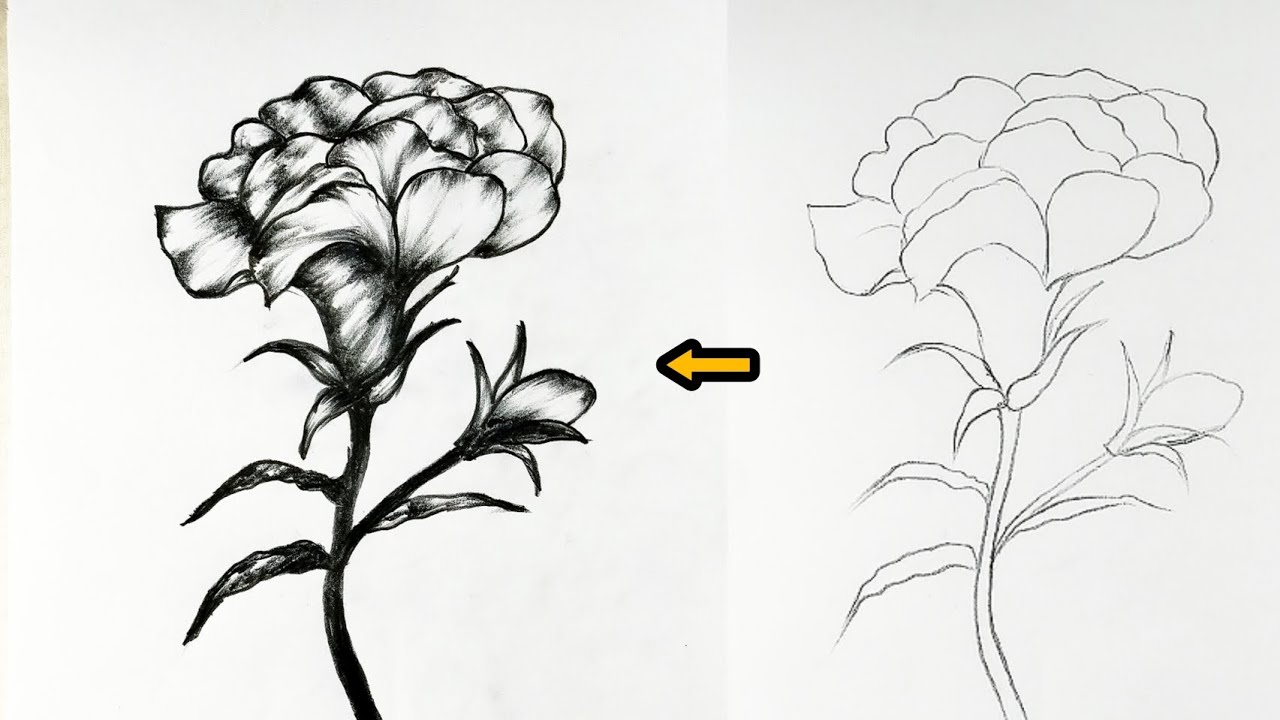 how to draw a marigold flower || marigold flower drawing - YouTube