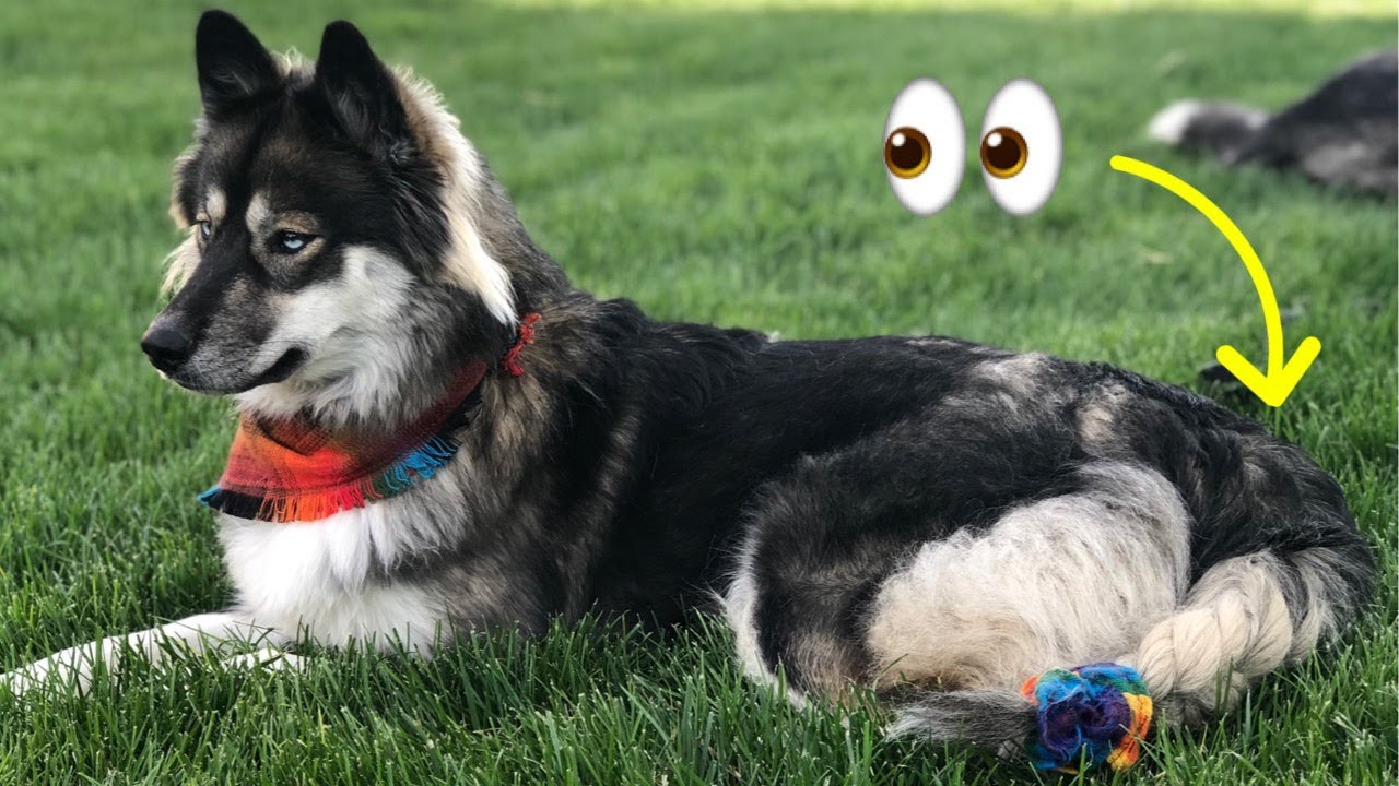 How To Braid A Fluffy Dogs Tail! - YouTube