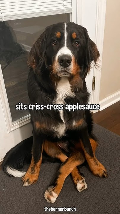 My Dog Sits Criss Cross Applesauce 😂 - YouTube