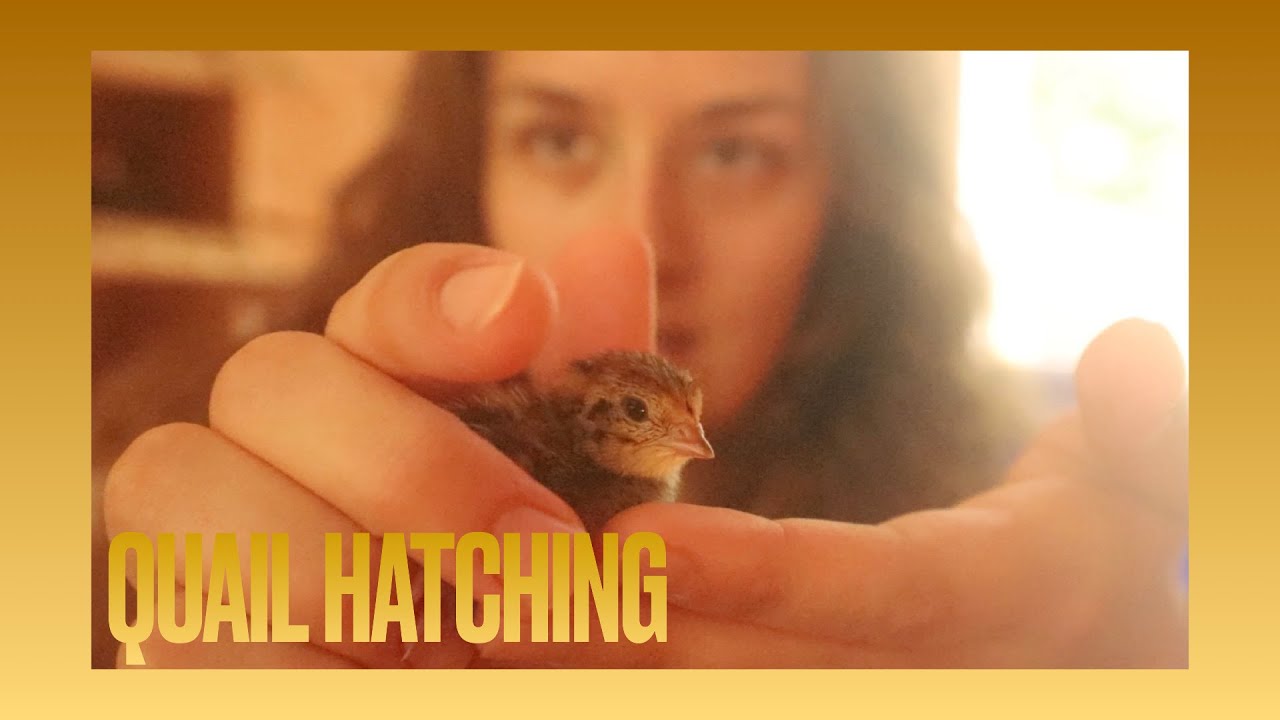 Myshire Farm quail egg update (The Quail have finally hatched!!) - YouTube