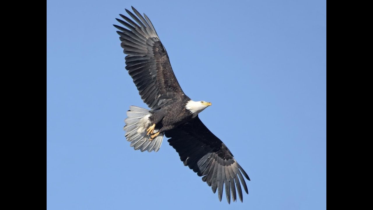 MOVIE TRAILER SOAR LIKE AN EAGLES TWO - YouTube