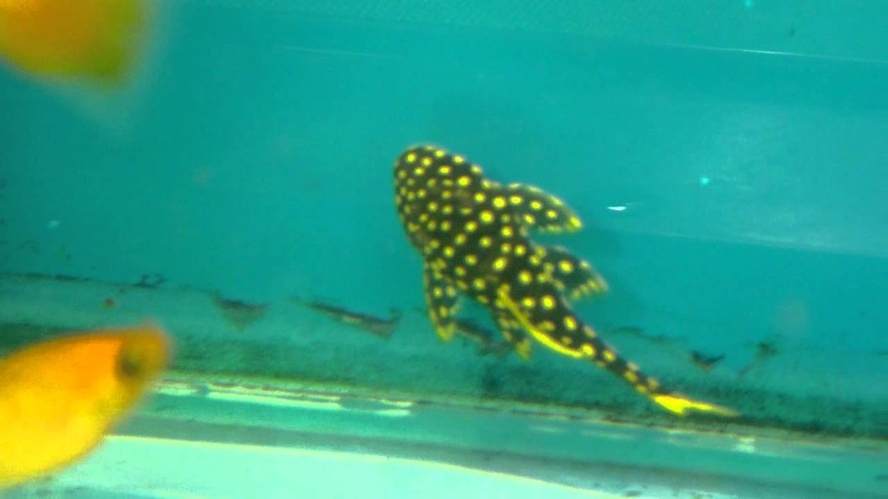 Baryancistrus sp L018 L081 L085 L177 (Golden Nugget Pleco) - YouTube