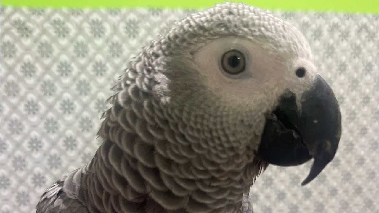 Grey parrot talking and praying with me#viral#viralvideo#talkingparrot ...