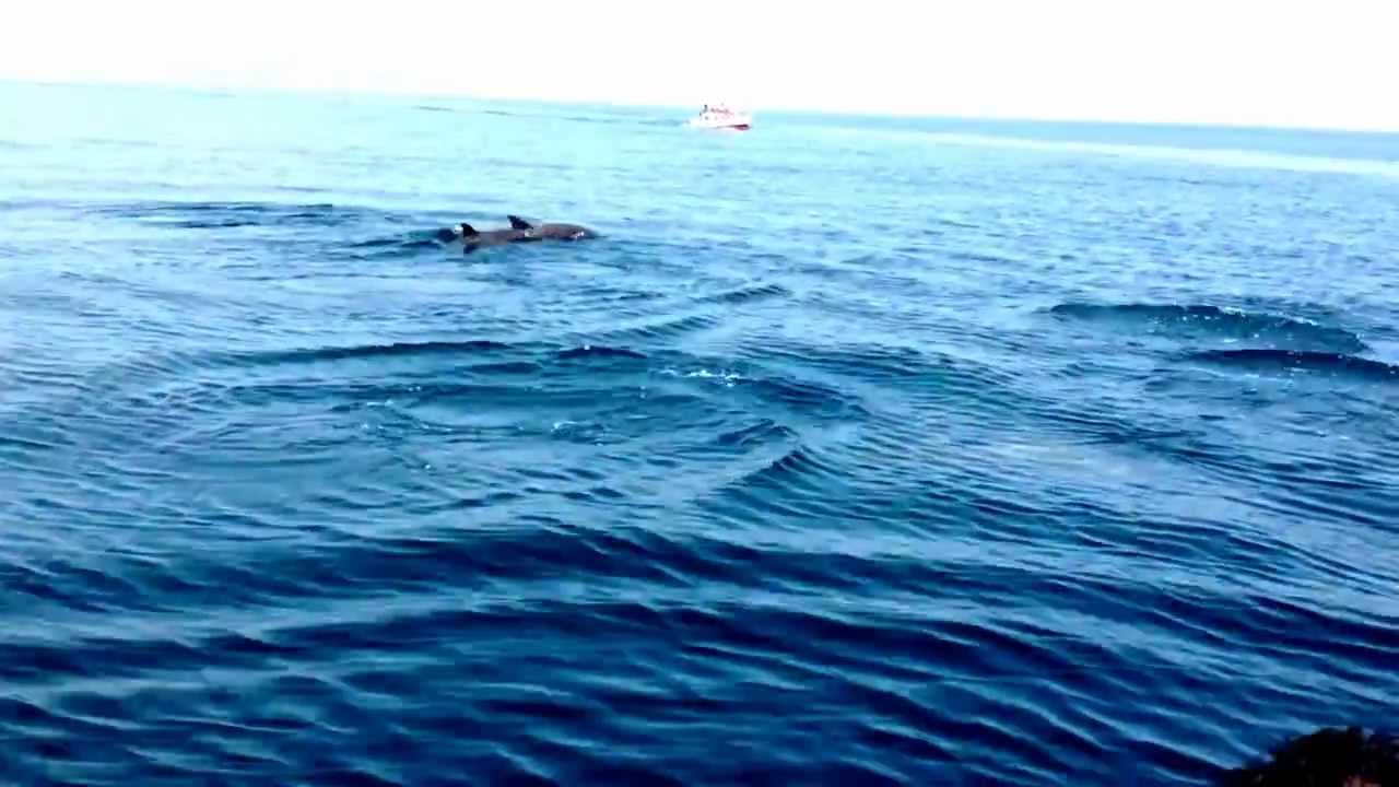 Mochima Delfines - YouTube