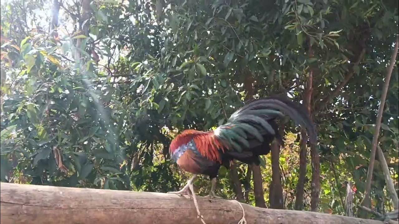 Noob Qaib Dib Tuaj 16/1/2025 - YouTube