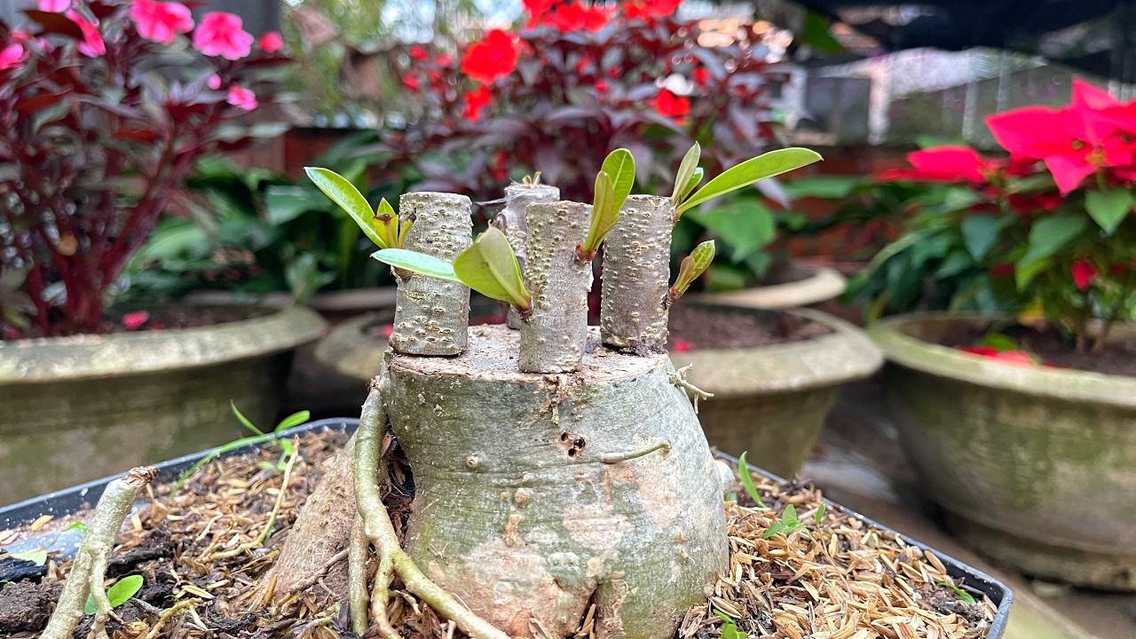 I have grafted 4 different color Adenium flower plants, this helps the ...