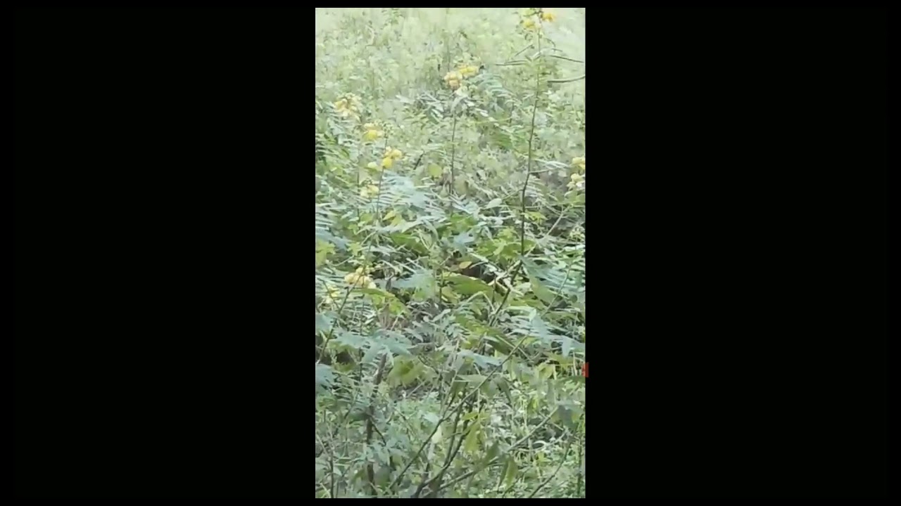 Kasaondi , Kasmard , Vanaspati nam Cassia occidentalis - YouTube