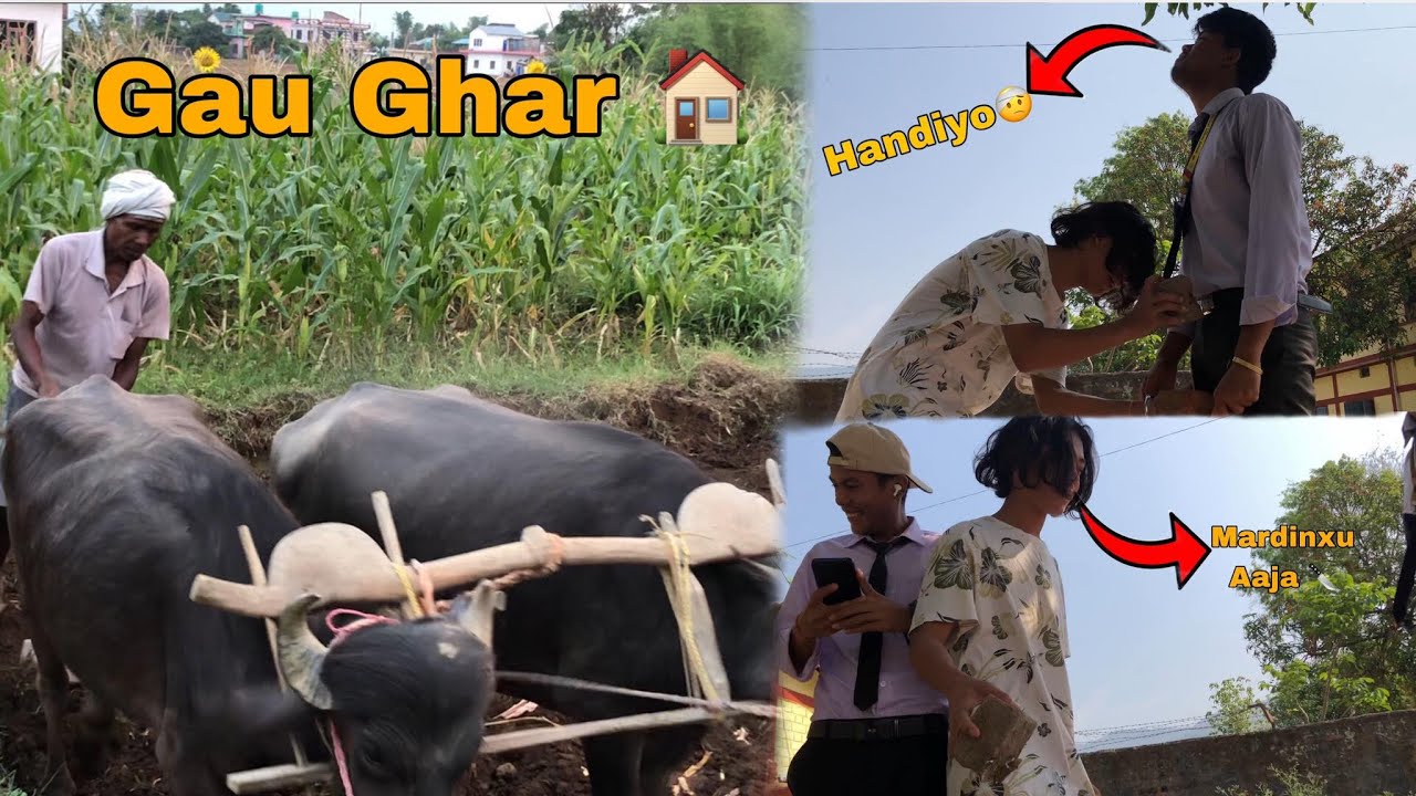 Gau Ghar Nai Ramailo Hunxa 🥰🥰||Dang Tira Tw Bhaisi ley Bari Jotxan || Gau Ghar || Ramailo Ghar ...