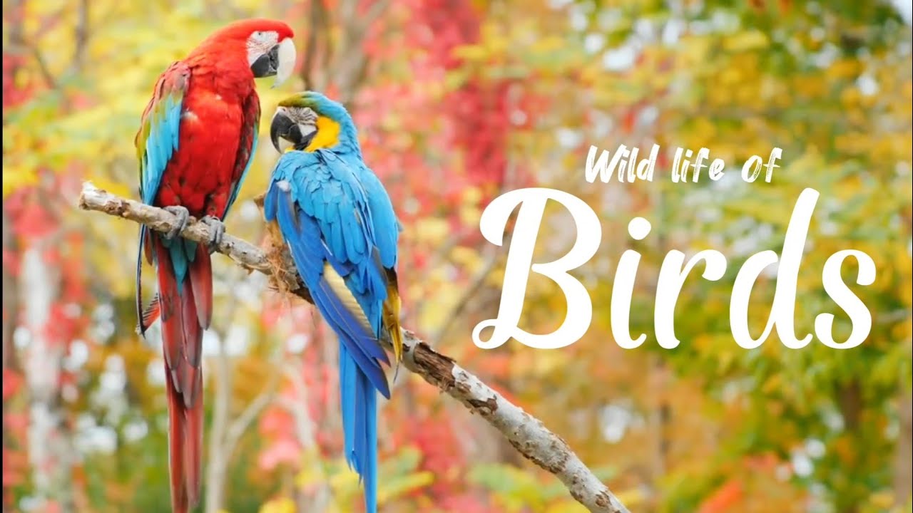 The Wild Life Of Birds in 4k - The Healing Power Of Birld Sounds ...
