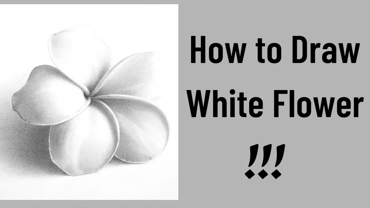 How To Draw White Flower Step By Step On Paper - YouTube