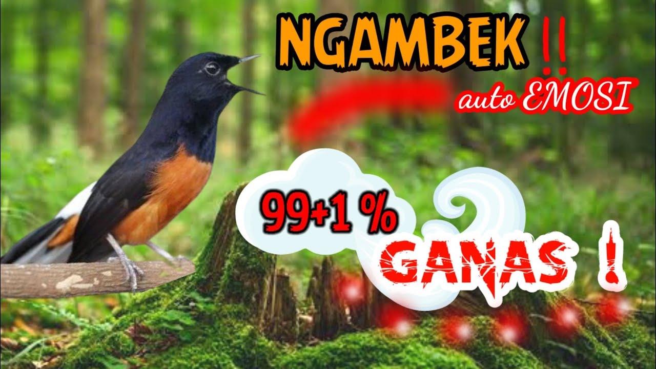 GANAS suara burung murai gacor merangsang emosi dan cepat bunyi - YouTube