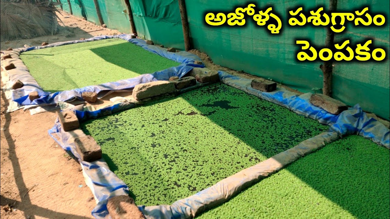 Azolla grass cultivation beds | @youngfarmeratoztelugu - YouTube