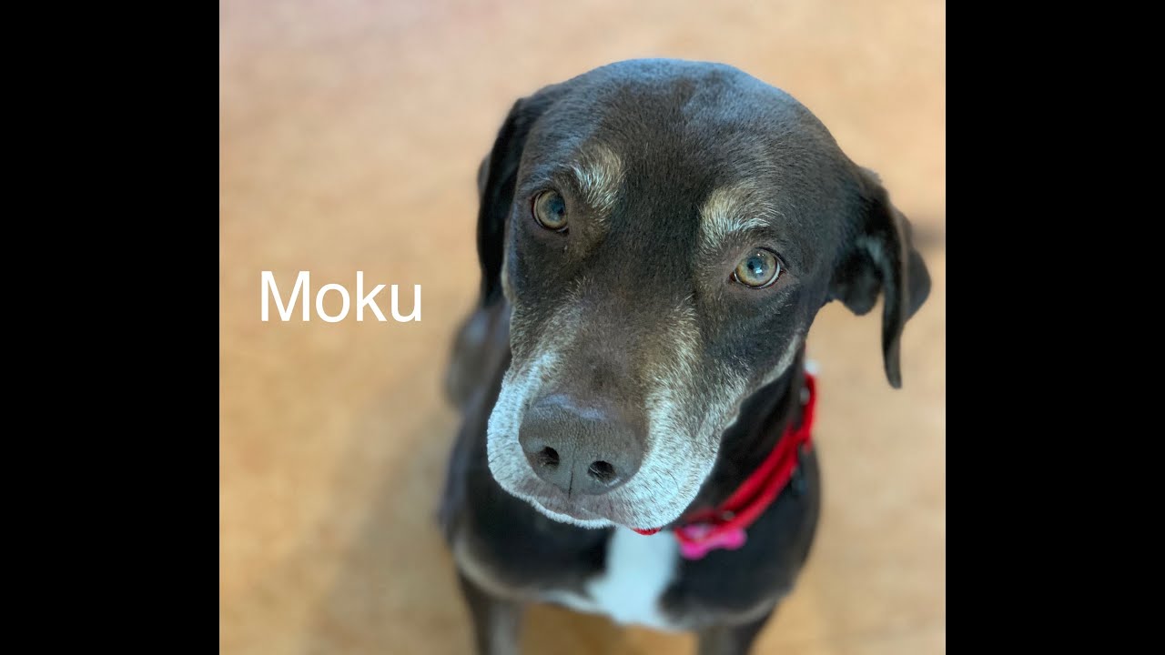 Big Island Dogs: Moku = FUN - YouTube