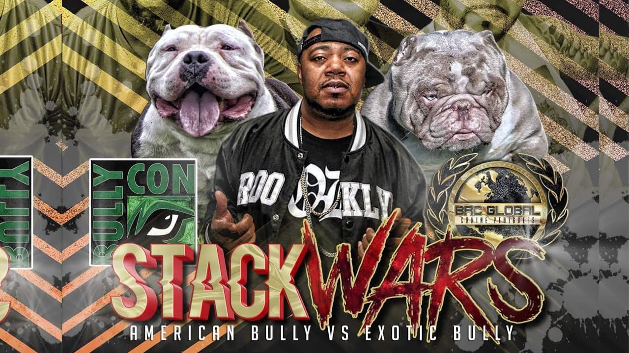 AMERICAN BULLY VS EXOTIC BULLY STACK WARS!!!!!!! THE BIGGEST STACK OFF ...