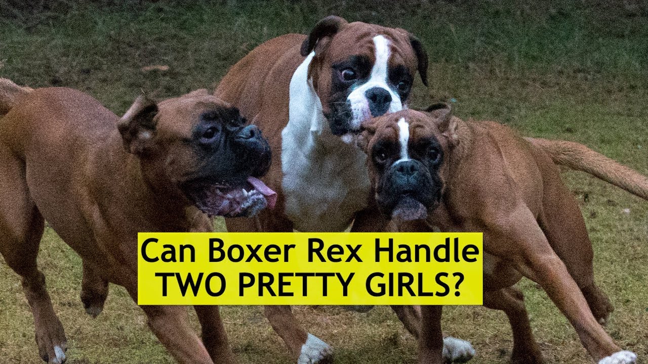 Can Boxers Be Born Without Tail