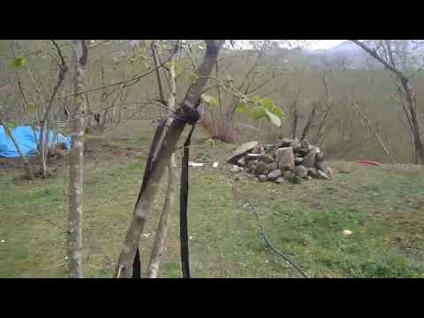 ana dal üzerinde yan dal oluşumu