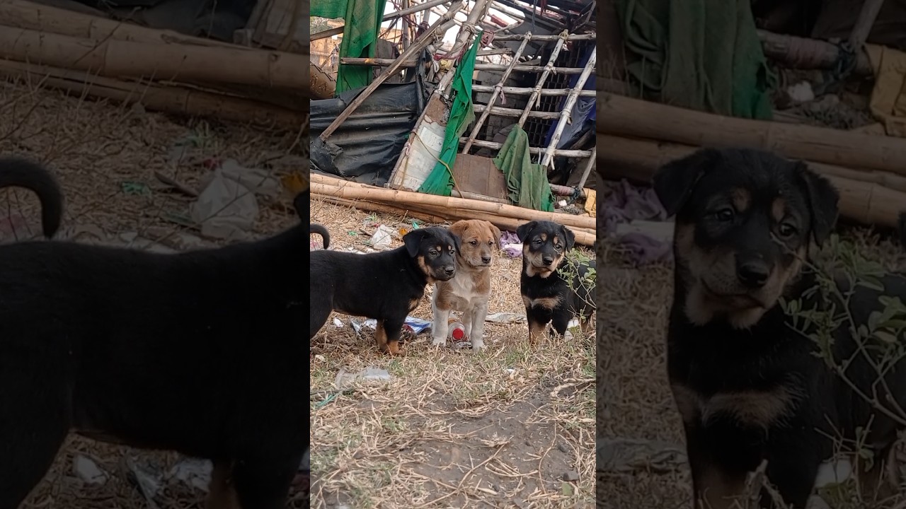 please respect dog #short - YouTube