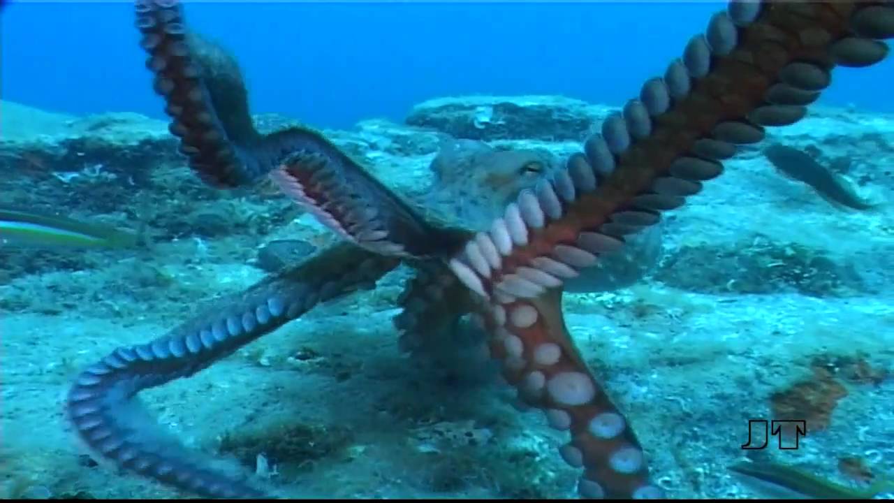 Oktopus - Fighting mit Paul's Artgenossen - YouTube