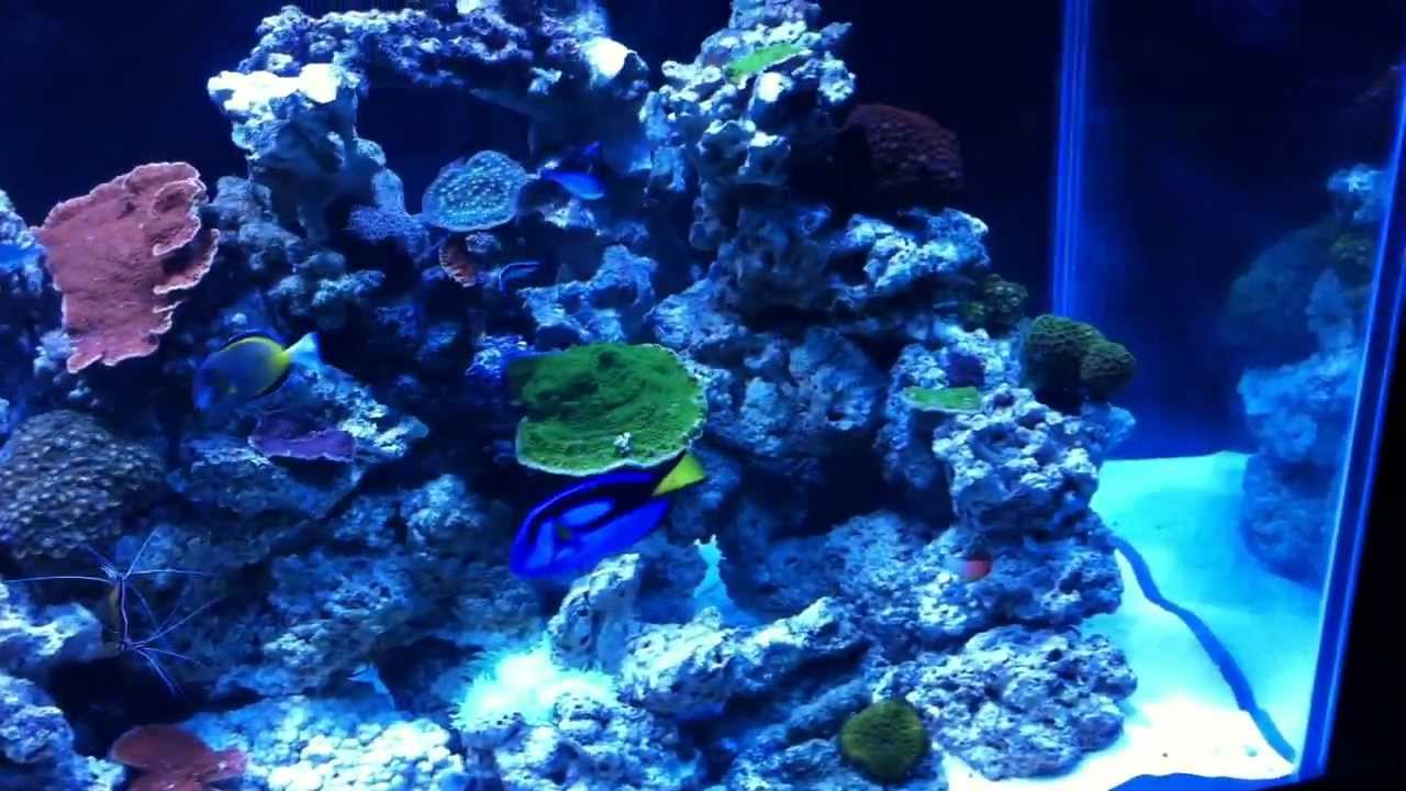 150 gallon tall reef tank - YouTube