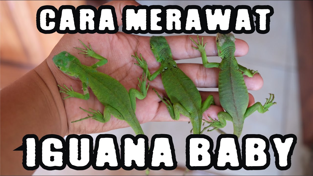 CARA MERAWAT IGUANA BABY KECIL - YouTube