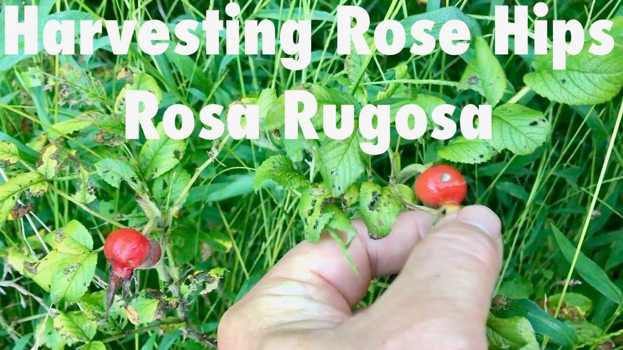 Harvesting Rose Hips Rosa Rugosa - YouTube