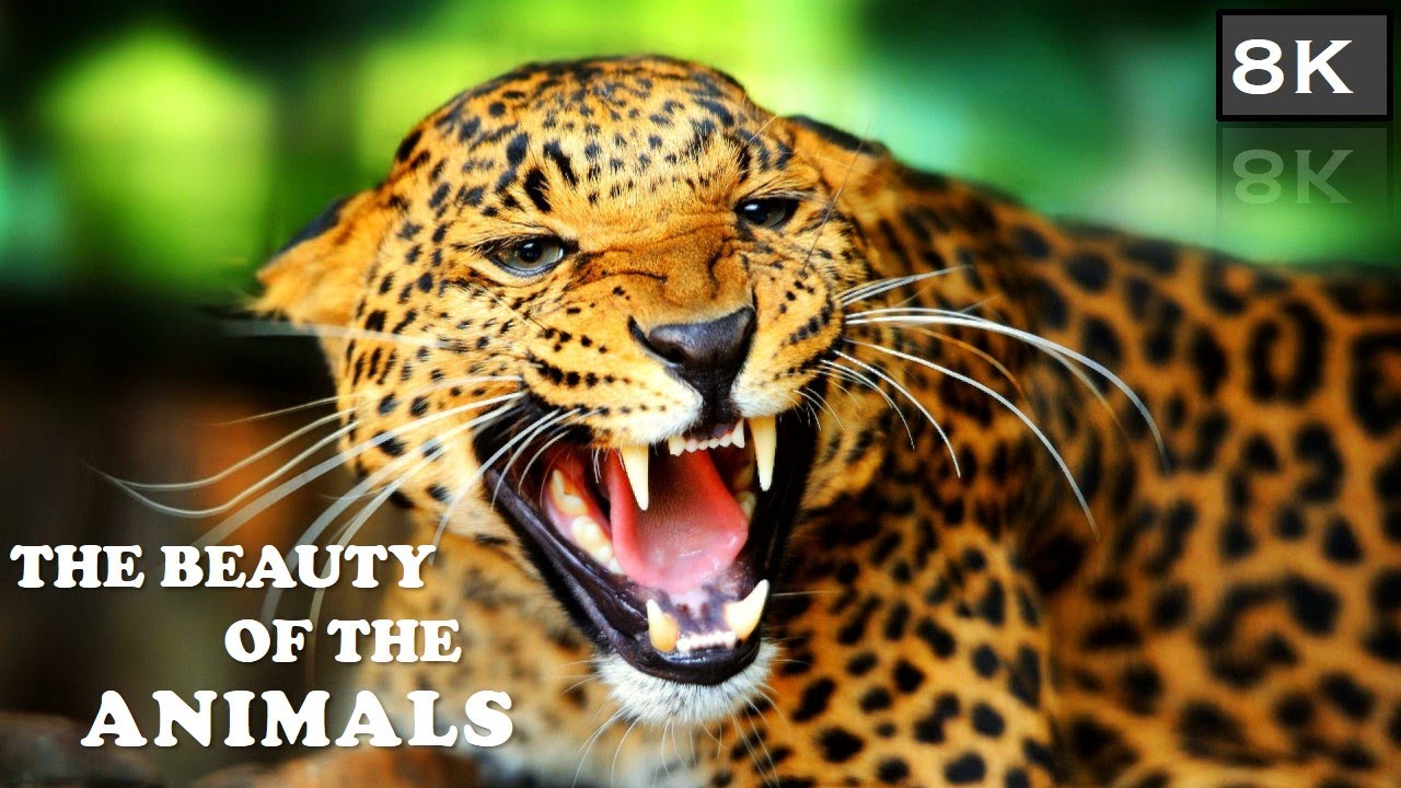 THE BEAUTY OF THE ANIMALS 8K ULTRA HD (120FPS) HDR | THE MOST AMAZING ...