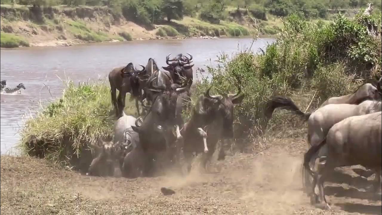 La Gran Migración en el Parque Nacional de Serengueti - YouTube