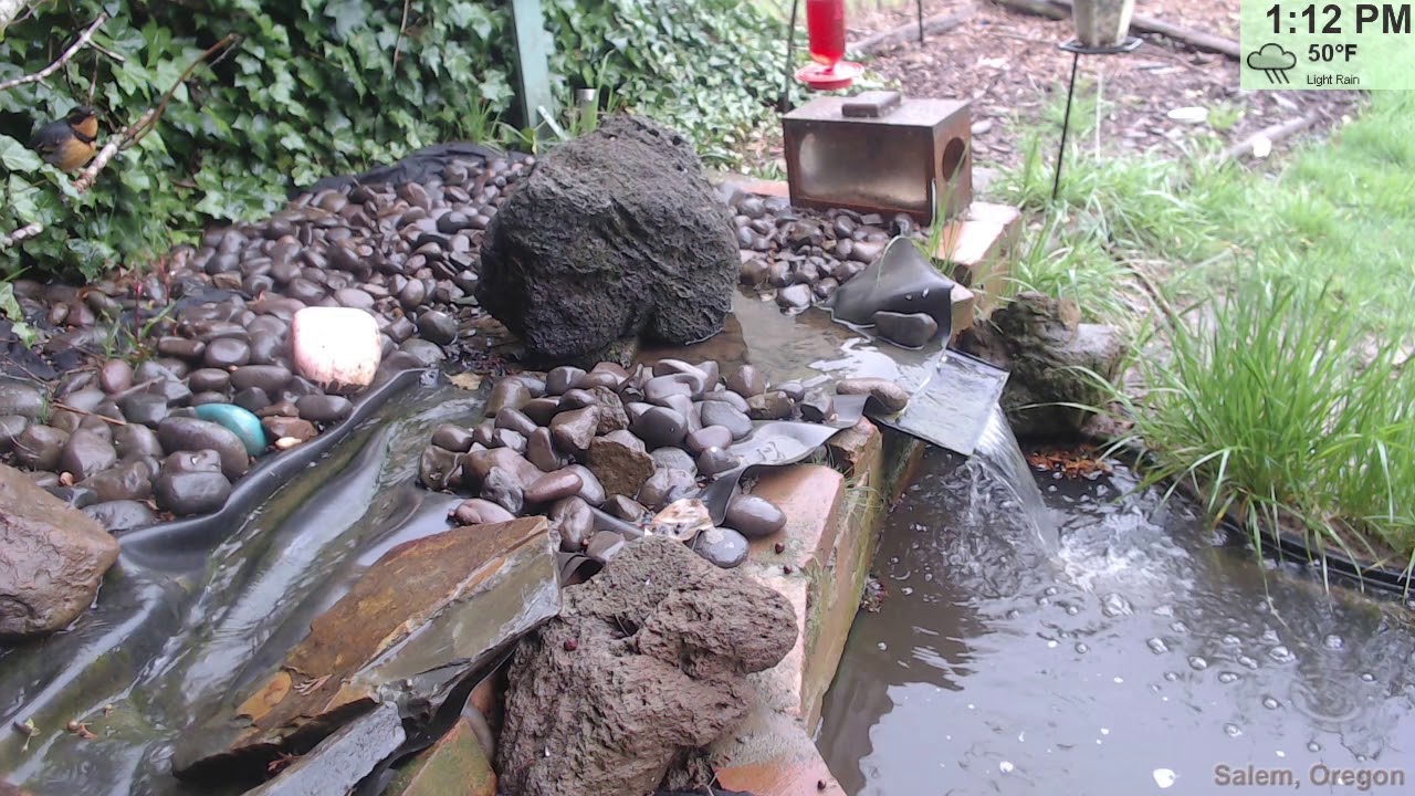 Varied Thrush Day in the Oregon Rain - YouTube