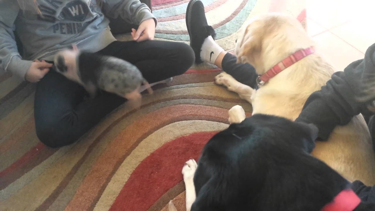 Finnegan the mini pig and Captain - YouTube
