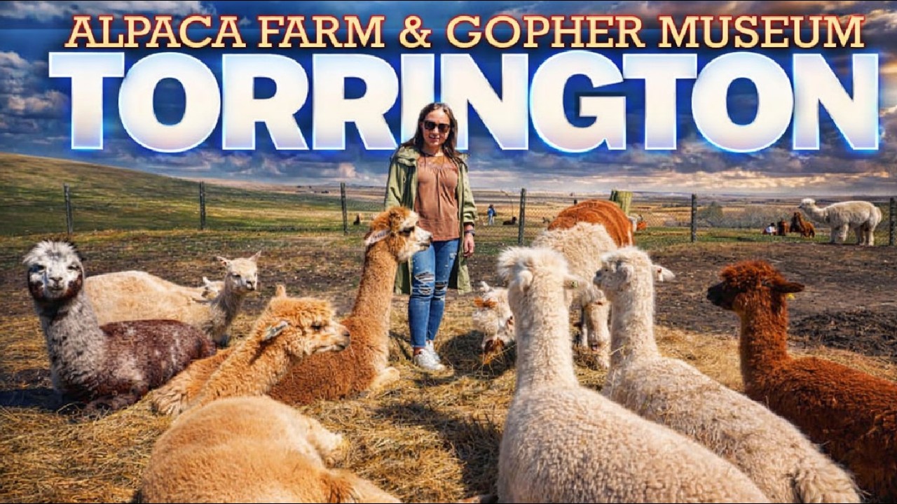 TORRINGTON, ALBERTA: Canada's Eccentric Hamlet (Alpacas , Gophers and ...