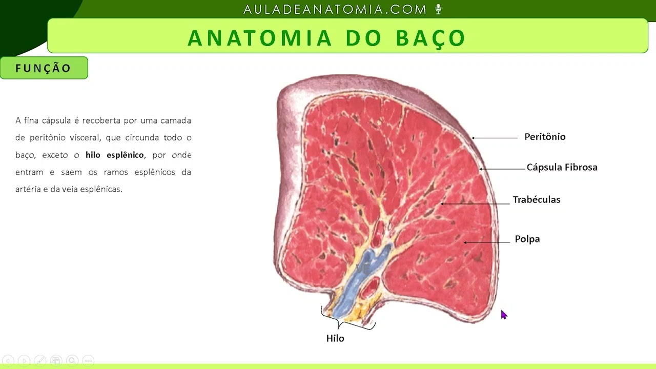 Anatomia Do Baco