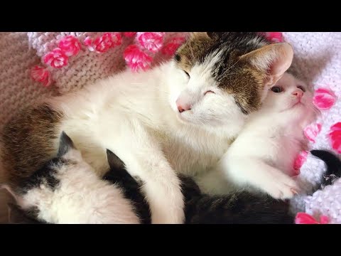 Bu Anı İzlemek Herkese Nasip Olmaz🫶 Yavru Kedilerin Miyav Krizi, Anne Kedinin Tatlı Sabrı, Kedi Sesi
