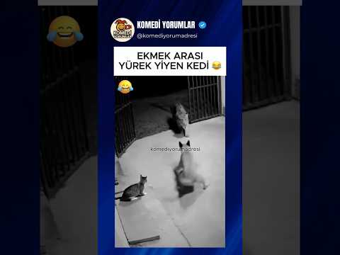 EKMEK ARASI YÜREK YİYEN KEDİ 😂 LEOPARA DALDI  #shorts #komikyorumlar