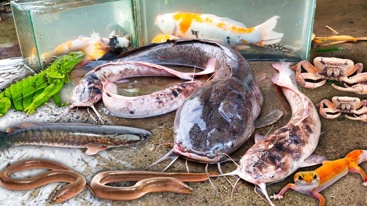 Wow Tangkap Lele Albino Dalam Lubang, Lele Raksasa, Ikan Gabus, Ikan ...